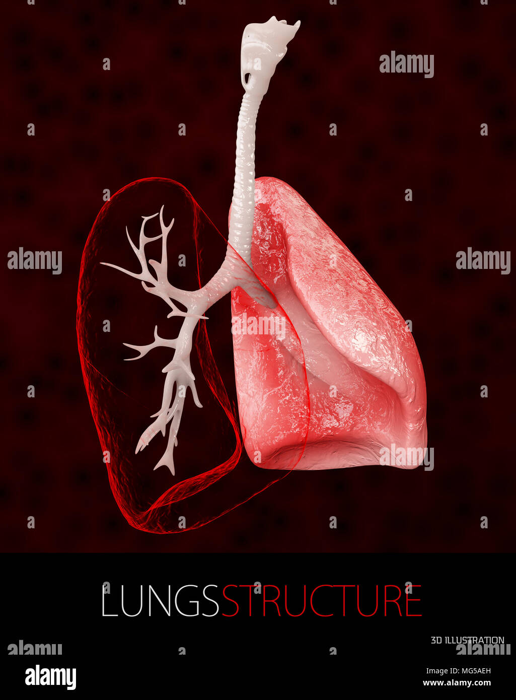 Structure of a human lungs, 3d Illustration Stock Photo - Alamy