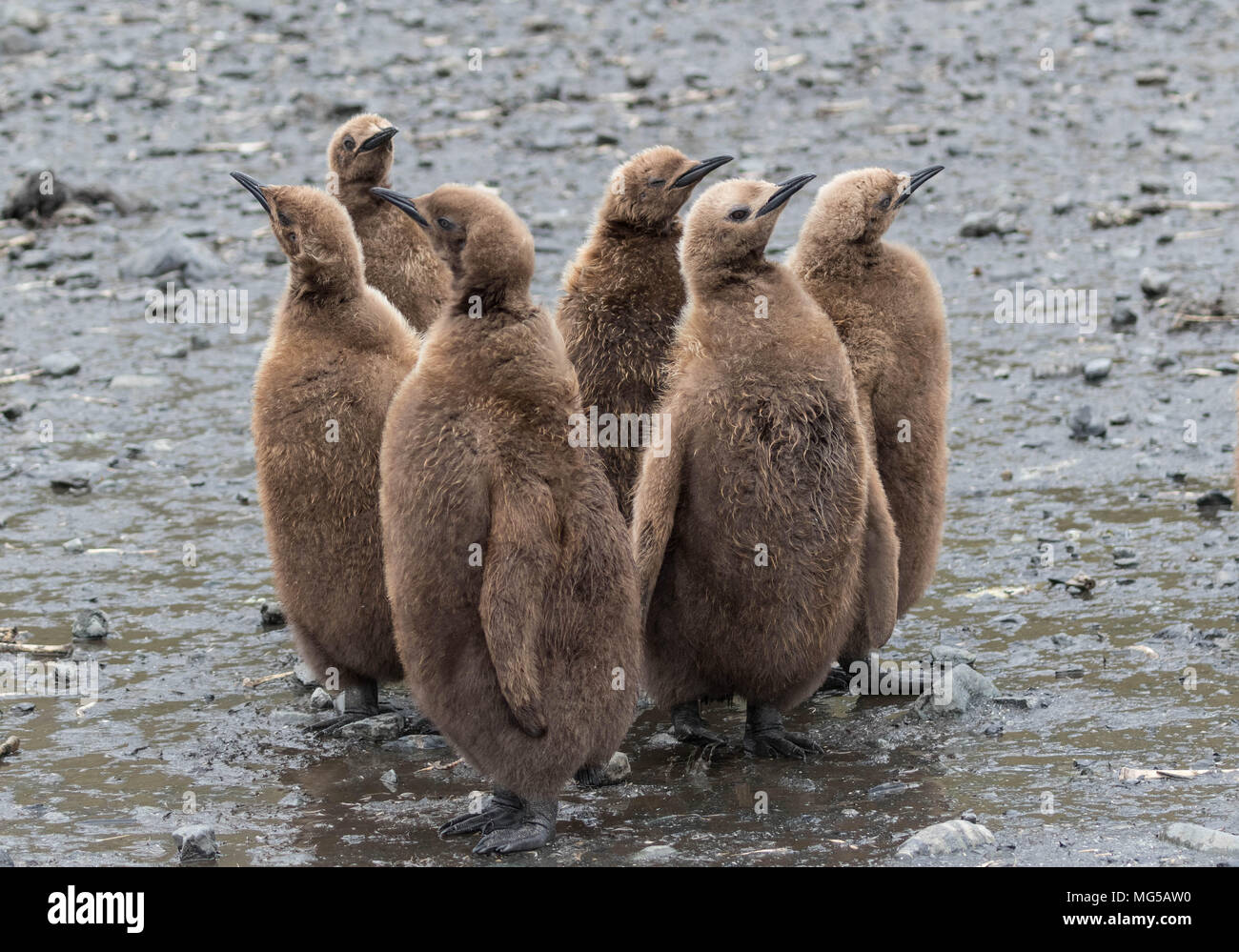 King penguin chicks hi-res stock photography and images - Alamy
