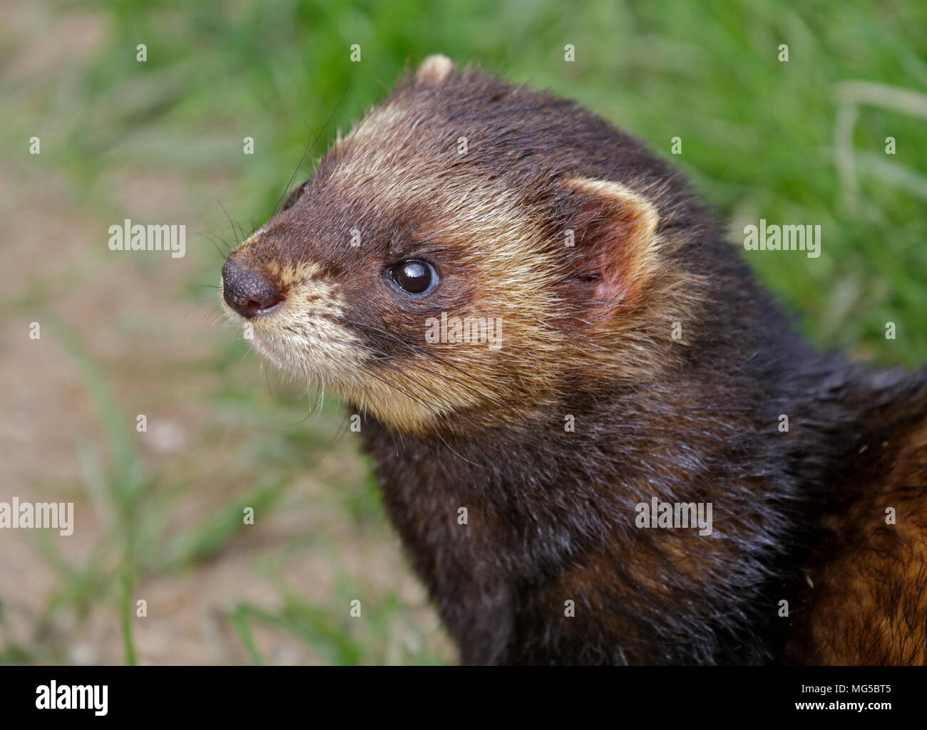 Polecats hi-res stock photography and images - Alamy