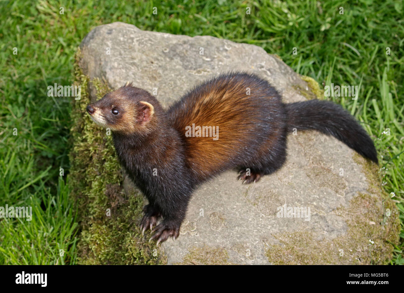 European polecats hi-res stock photography and images - Alamy