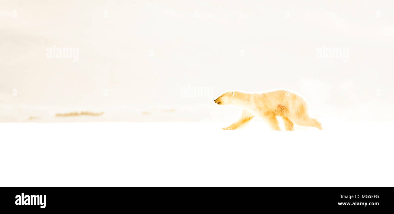 High key image of a female polar bear running on the ice of Baffin ...