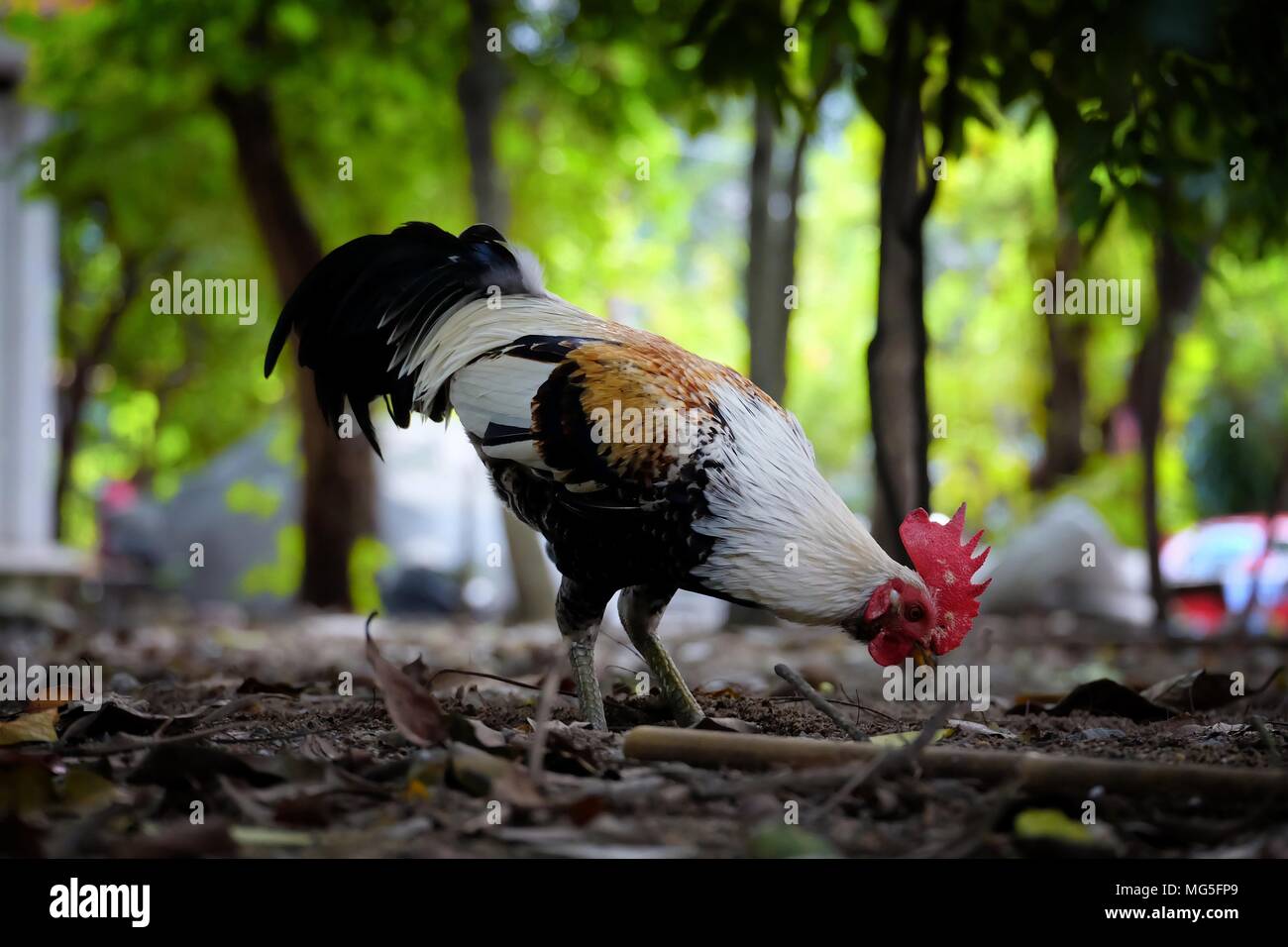 Chicken Digging for Food in the Park Stock Photo - Alamy