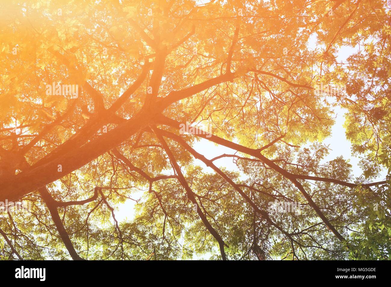 Top View of Tree with Sun Light in Winter Background Stock Photo - Alamy