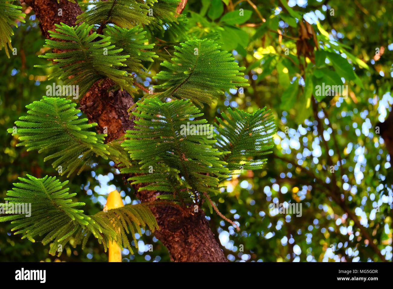 Close up pine tree hi-res stock photography and images - Alamy
