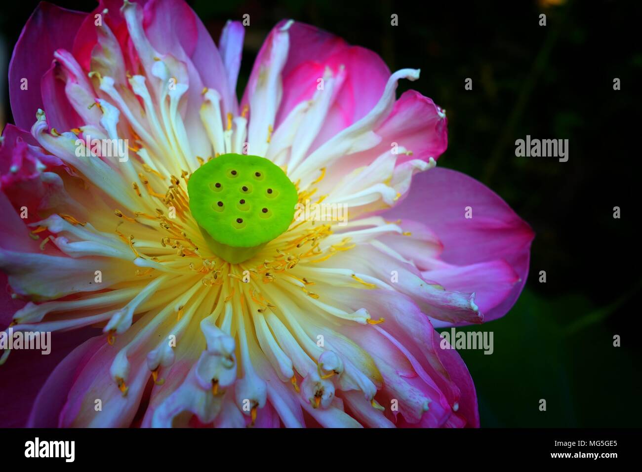 Close-up The Calyx of The Water Lily in Vintage Style Stock Photo - Alamy