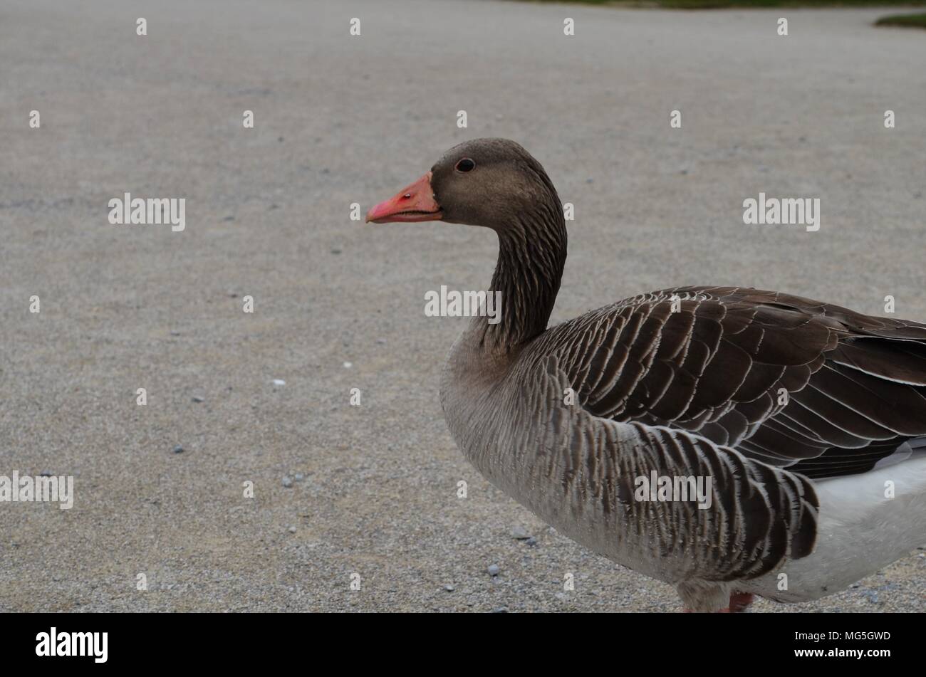 Grey goose hi-res stock photography and images - Alamy