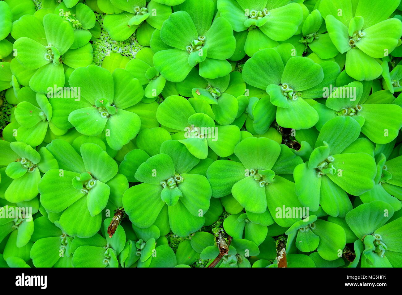 Green Pistia or Water Cabbage Floating in the Pond Stock Photo - Alamy