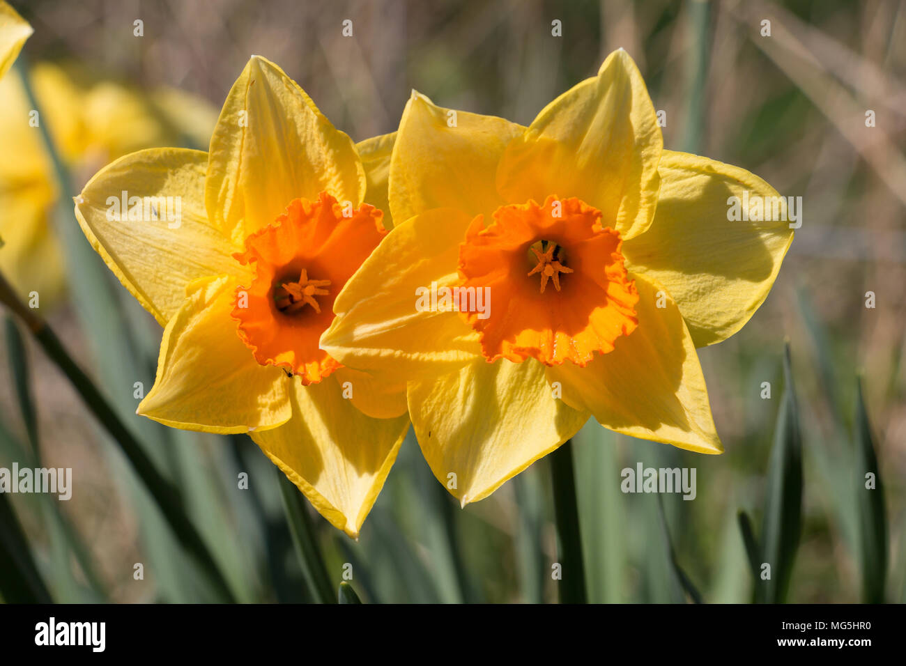 Two bright yellow daffodil heads flowering in a spring garden Stock ...