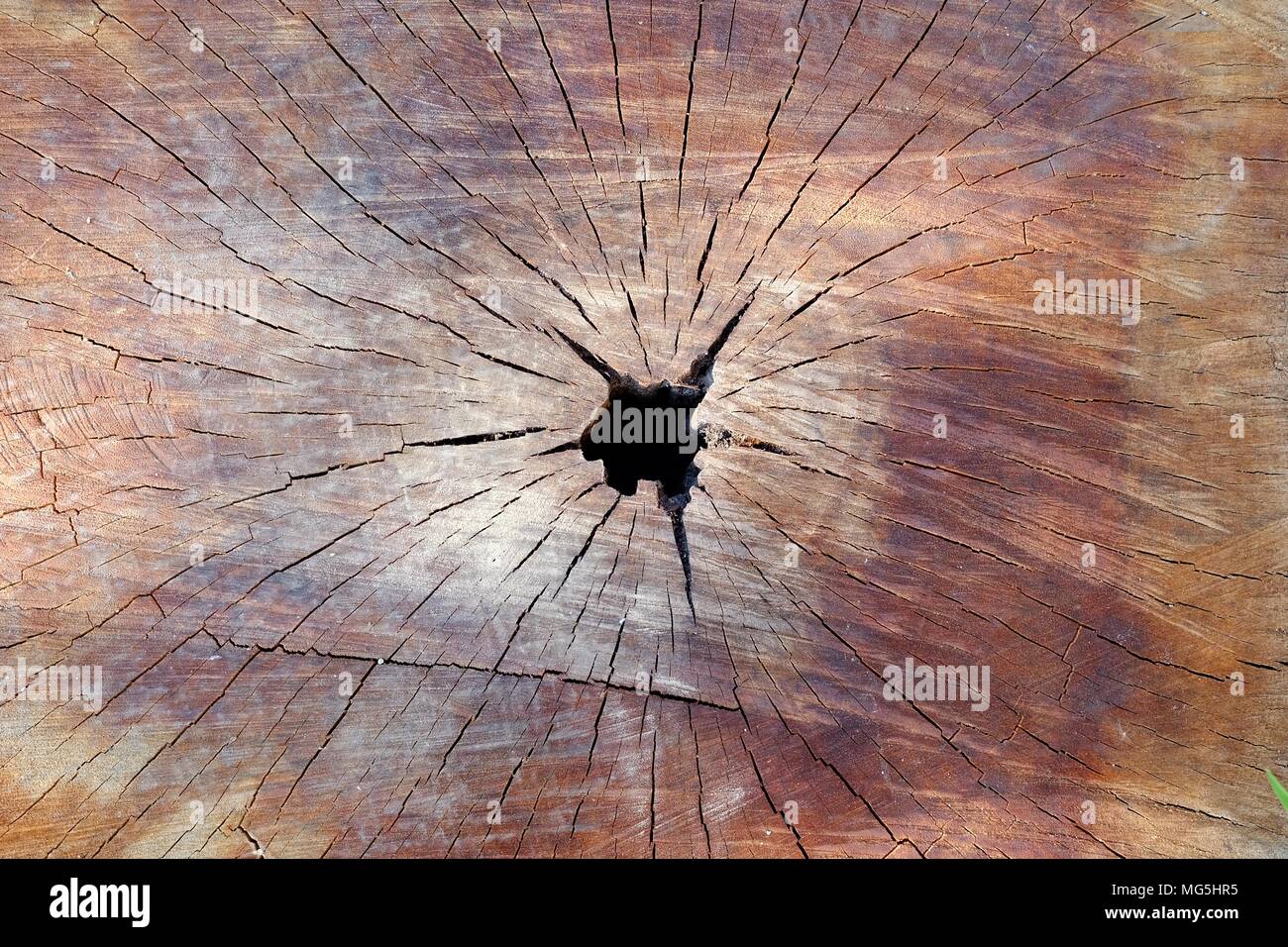 Cut Tree Trunk Texture Background Stock Photo - Alamy