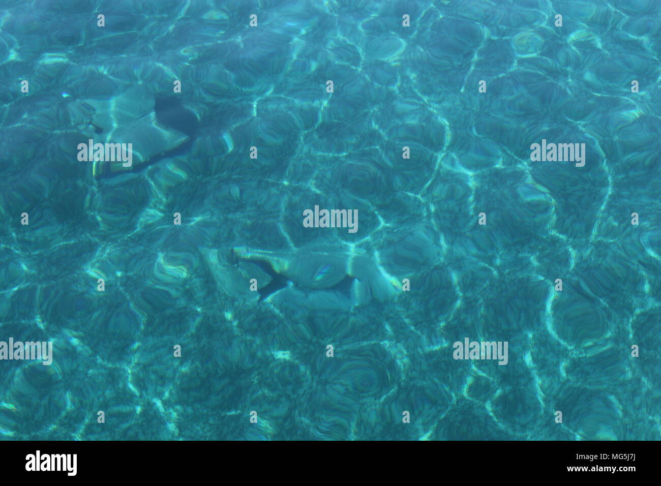 Blue and clean red sea in Egypt Stock Photo - Alamy