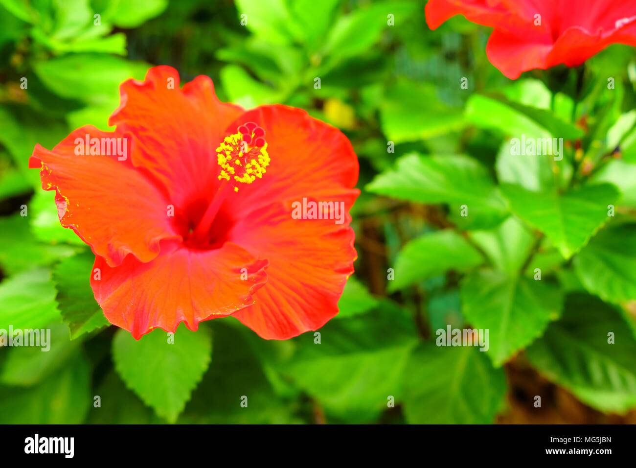 Red Chinese Rose in the Garden Stock Photo - Alamy