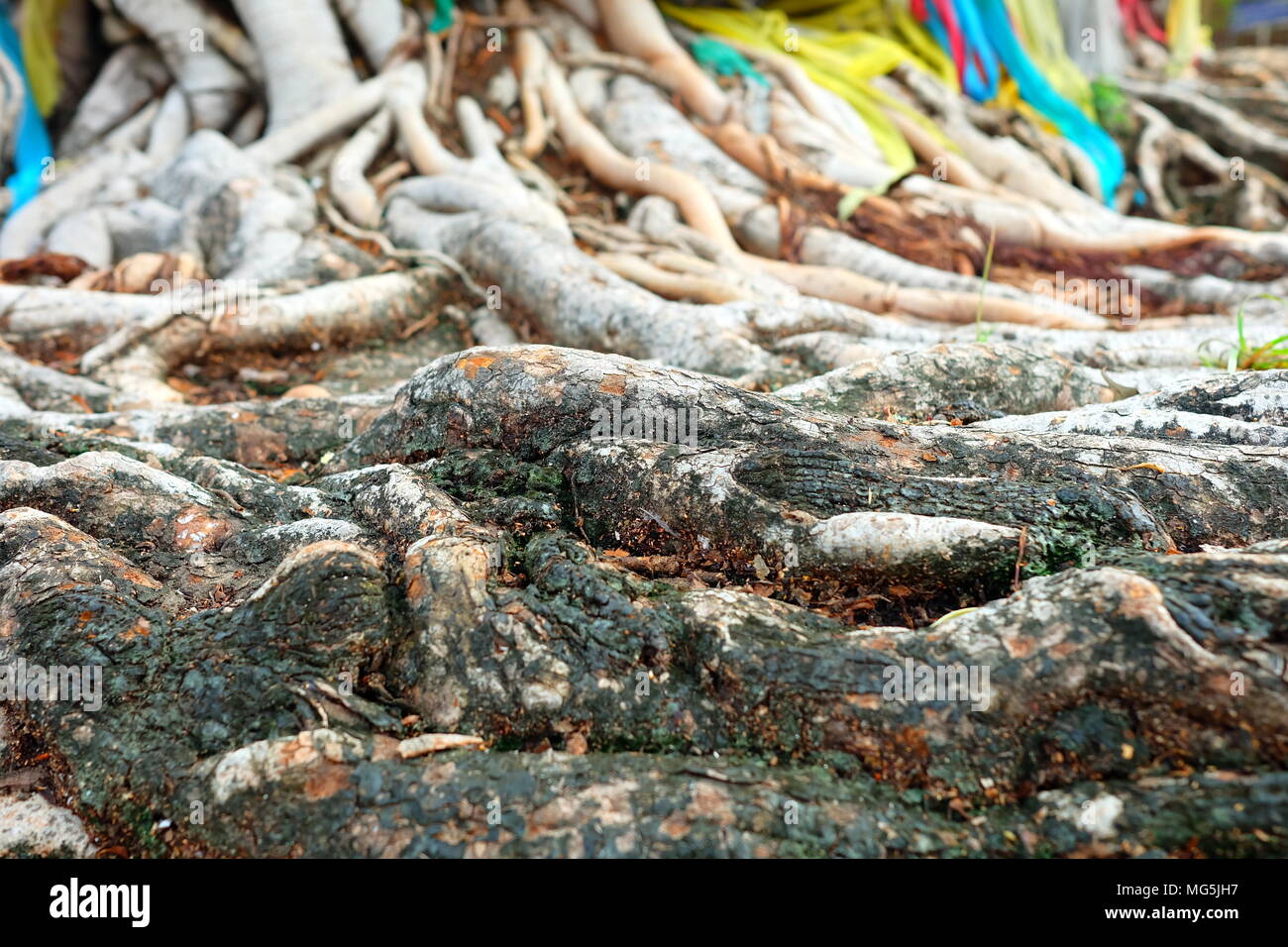 Mature root system hi-res stock photography and images - Alamy