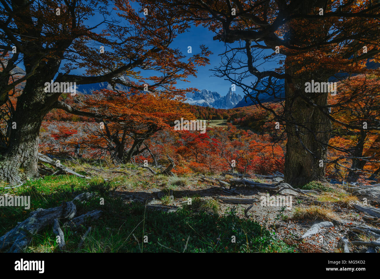 Bright colors of autumn and landscapes of the park Los Glaciares. Fall ...