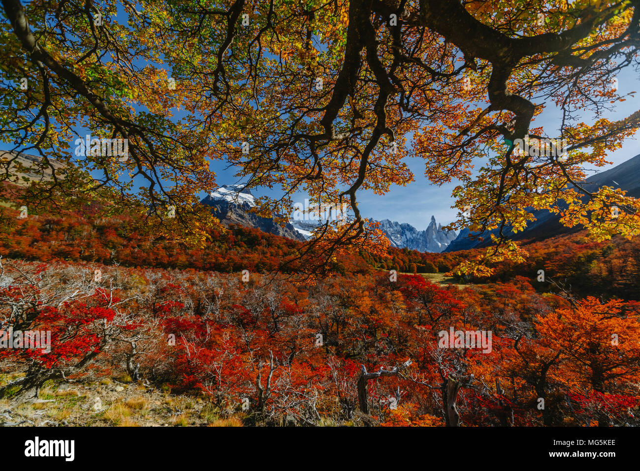 Bright colors of autumn and landscapes of the park Los Glaciares. Fall ...