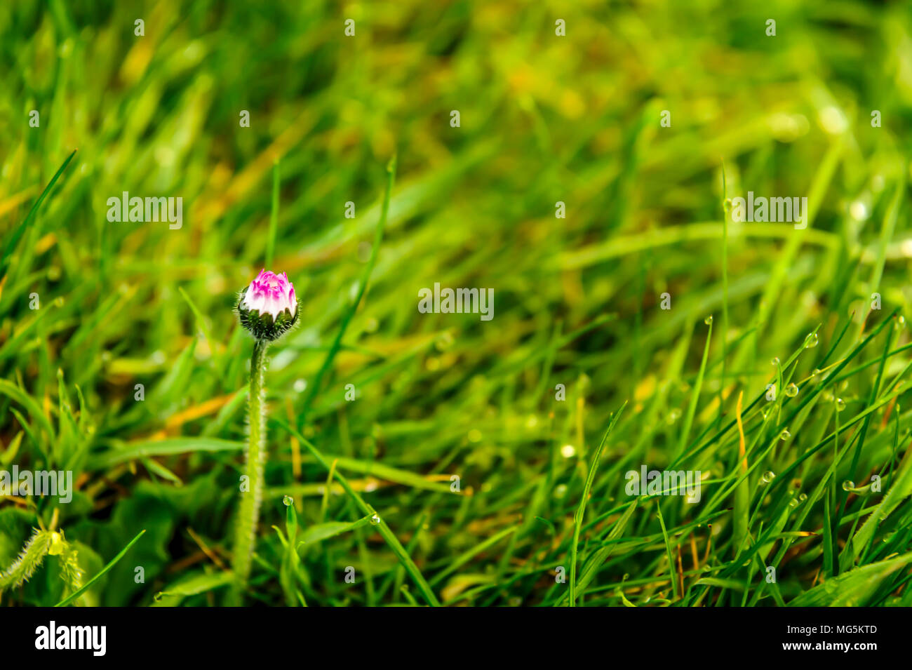 Daisy packs in the morning Stock Photo - Alamy