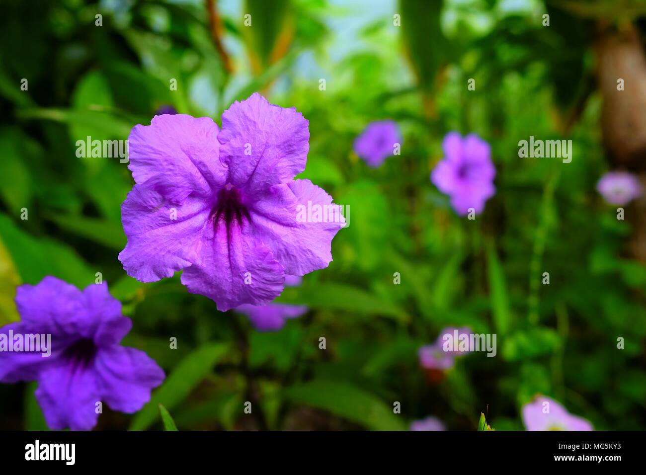 Closed-up Minnieroot or Ruellia Tuberosa Flowers (Selective Focus Stock ...