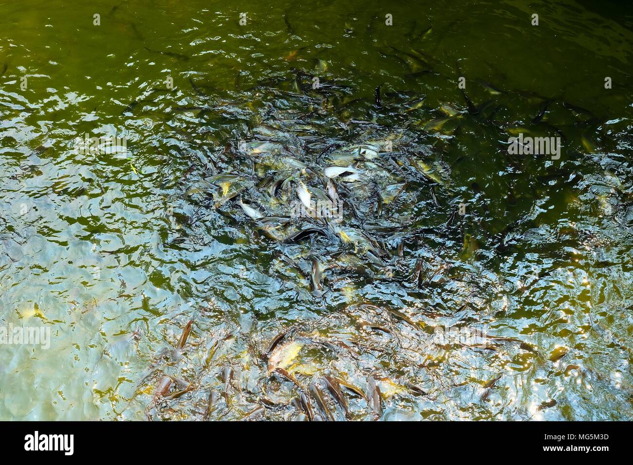 Feeding Fish in Pool Stock Photo - Alamy
