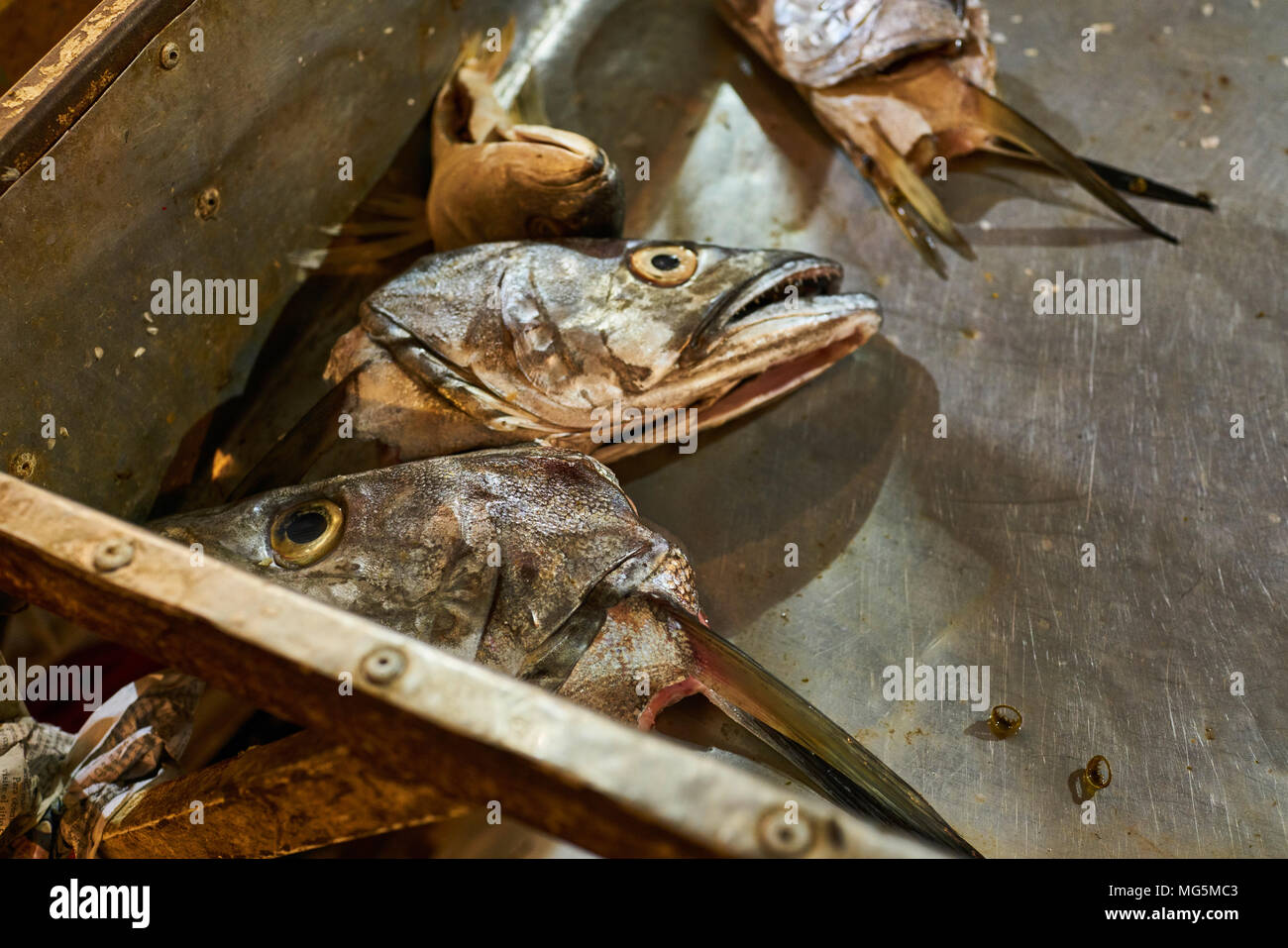 Heads at surface hi-res stock photography and images - Alamy