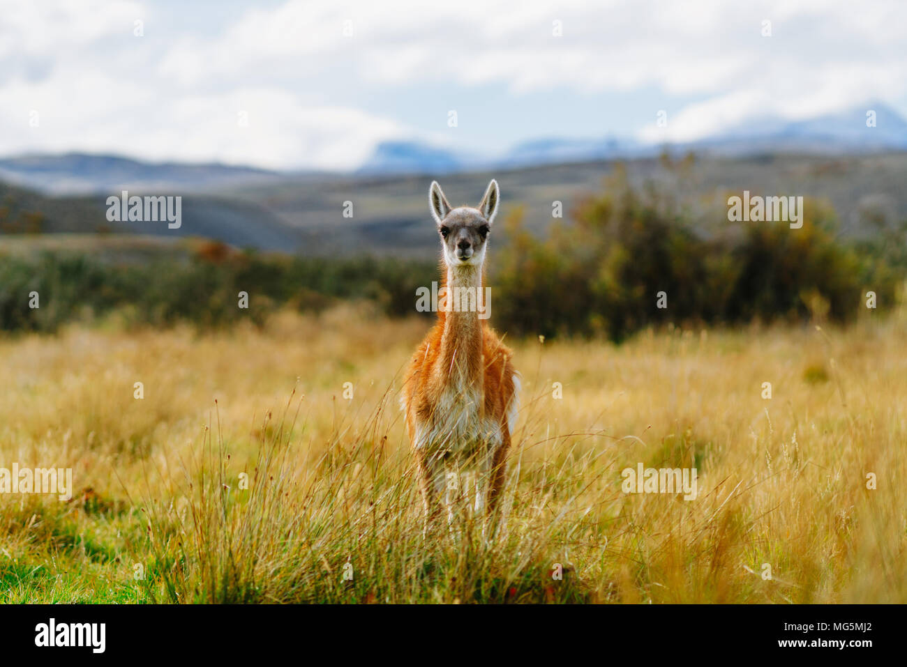 Guanaco ecuador hi-res stock photography and images - Alamy