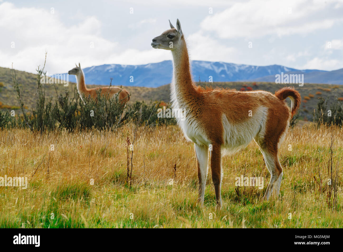 Guanaco in the Torres del Paine National Park. Autumn in Patagonia, the ...