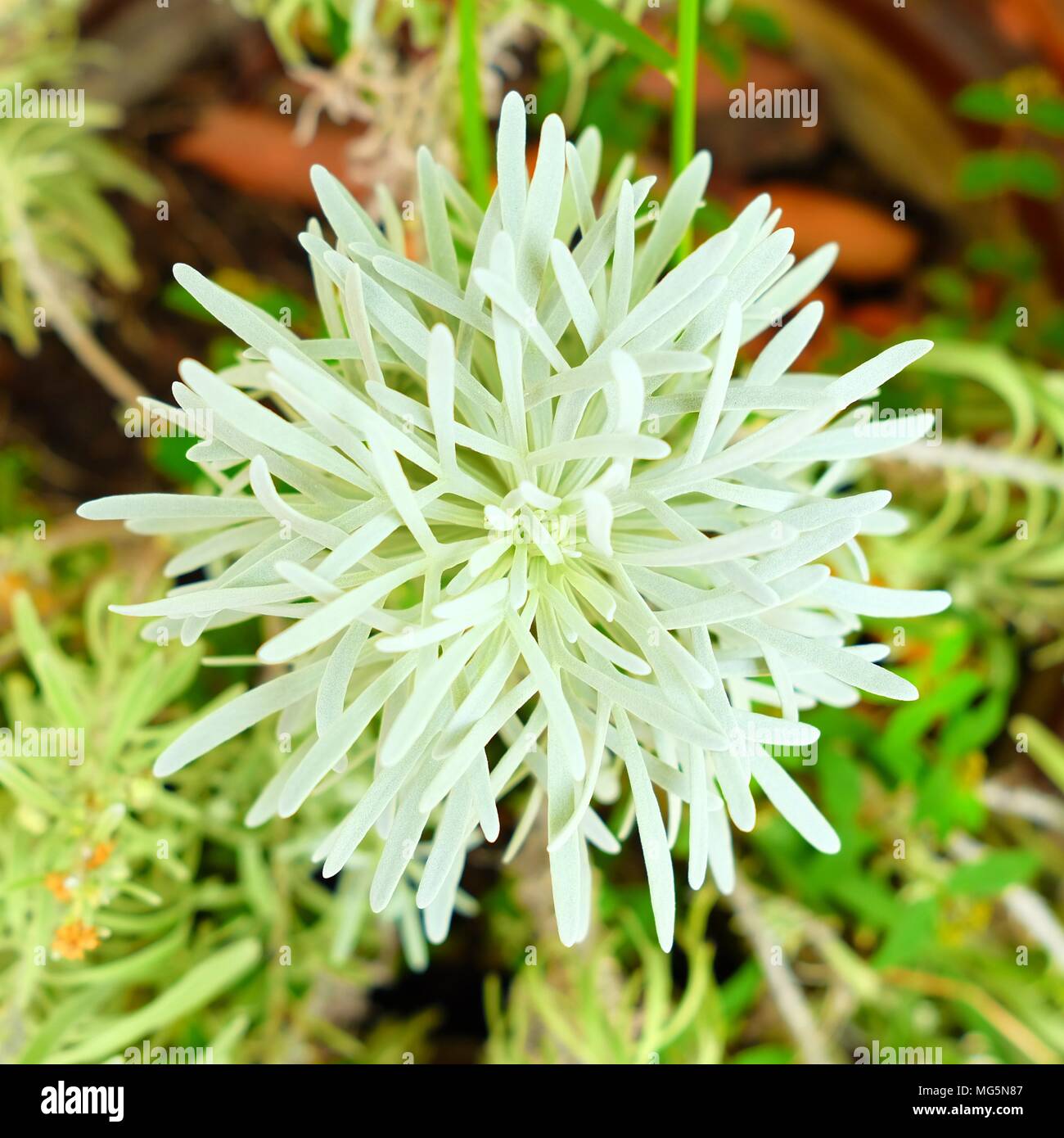 Crossostephium hi-res stock photography and images - Alamy