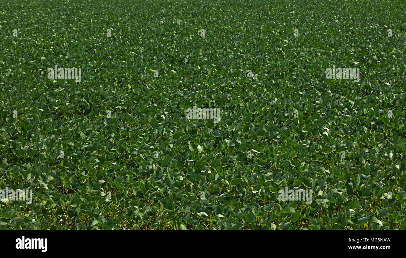 Soybean plants leaves close hi-res stock photography and images - Alamy