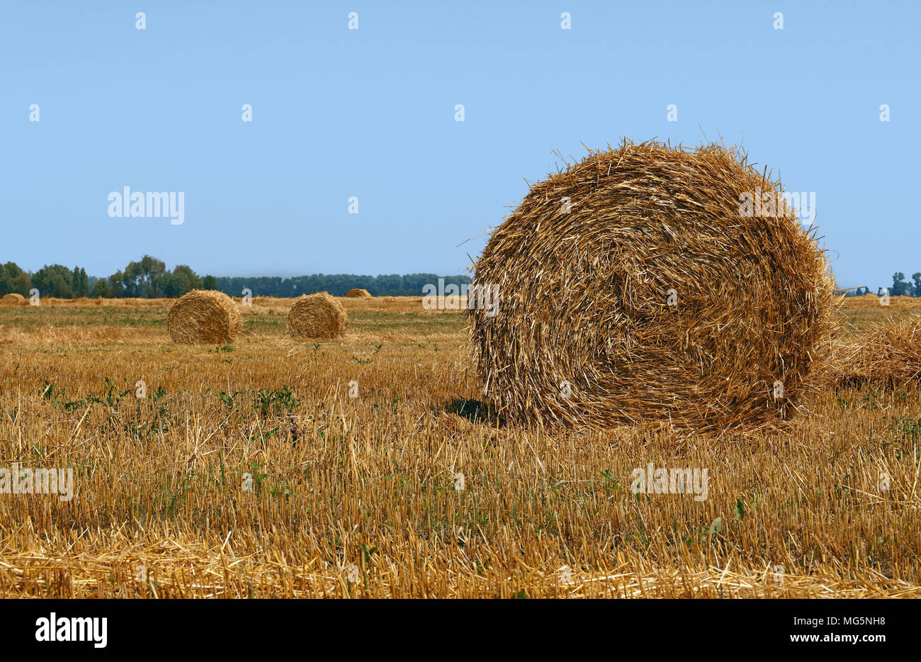 Yellow golden bales of wheat hay straw in stubble field after ...