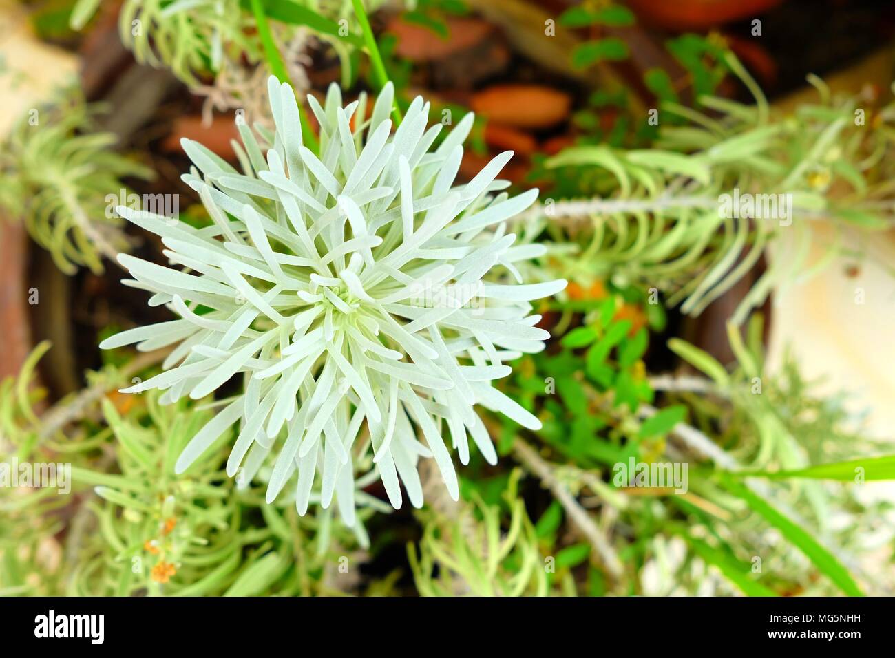 Closed-up White Crossostephium Chinense Flower Stock Photo - Alamy