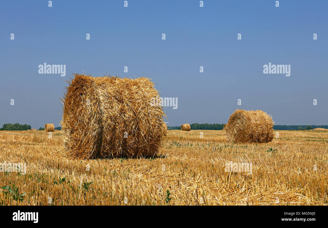 Yellow golden bales of wheat hay straw in stubble field after ...