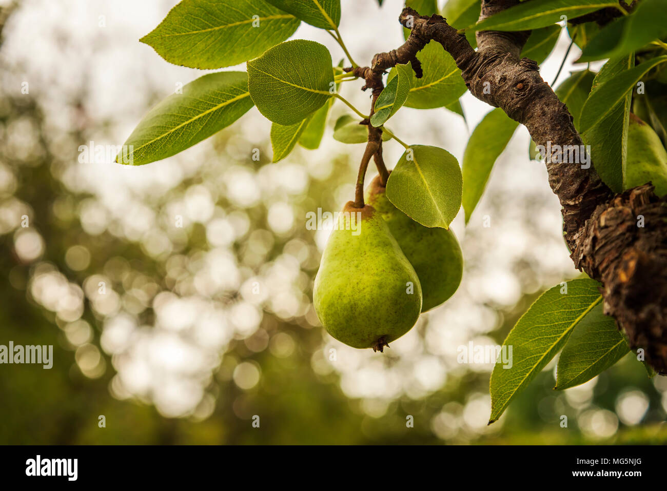 Ripe pear fruits hi-res stock photography and images - Alamy