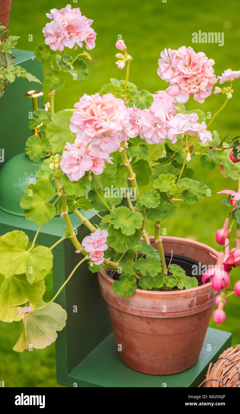 Geranium flower pot hi-res stock photography and images - Alamy