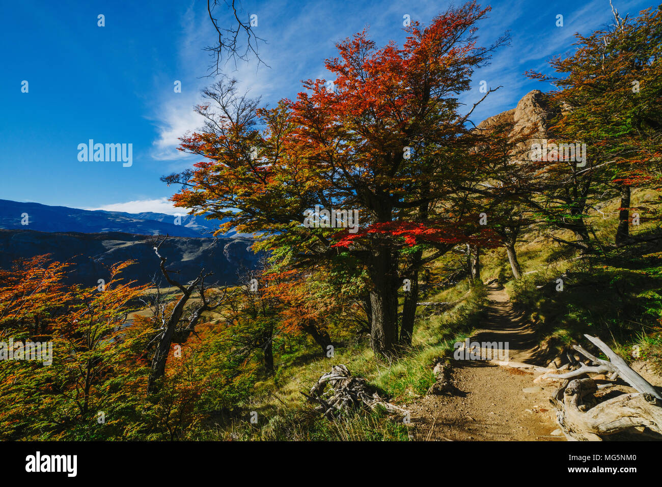 Bright colors of autumn and landscapes of the park Los Glaciares. Fall ...