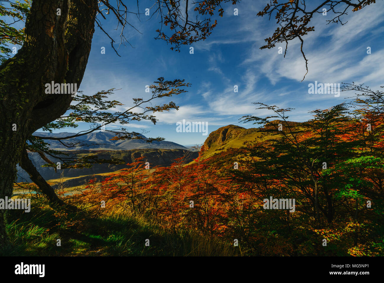 Bright colors of autumn and landscapes of the park Los Glaciares. Fall ...