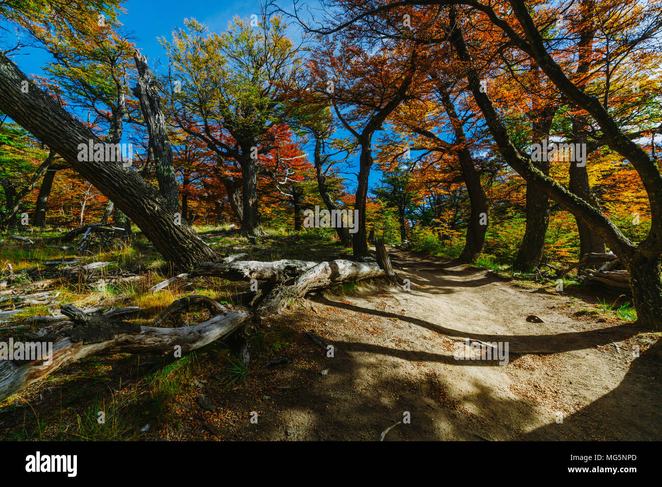 Bright colors of autumn and landscapes of the park Los Glaciares. Fall ...