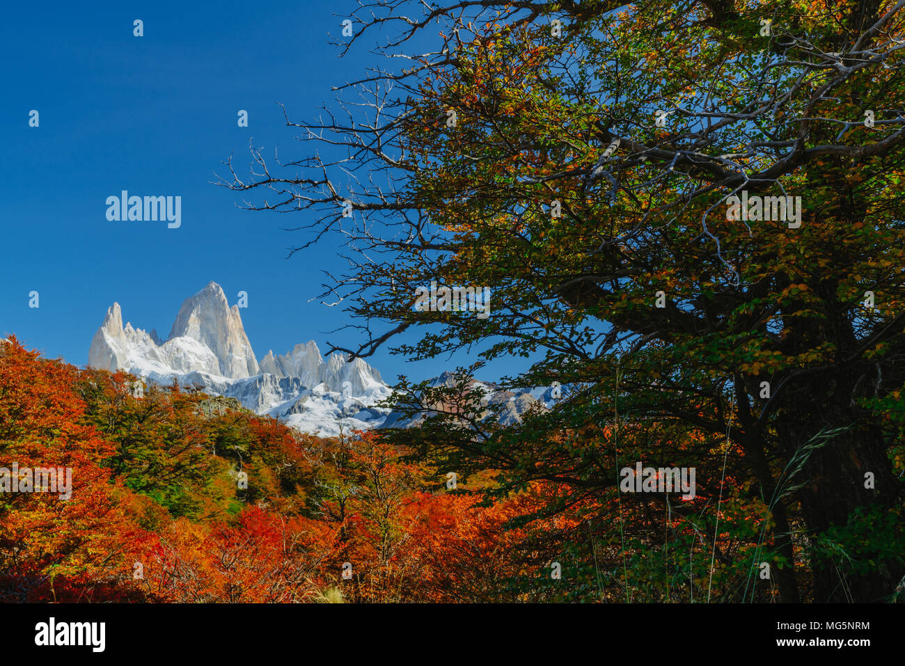 Mount fitz roy lake trees hi-res stock photography and images - Alamy