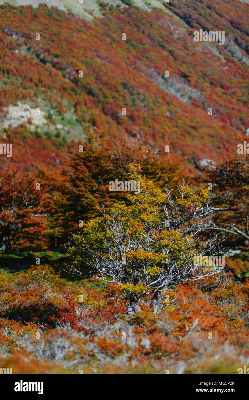 Bright colors of autumn and landscapes of the park Los Glaciares. Fall ...