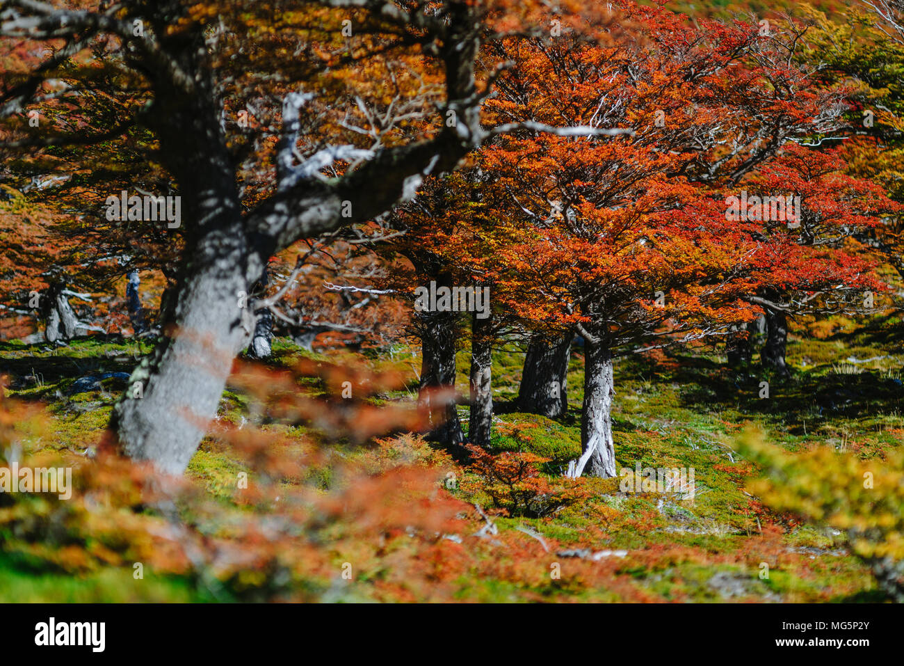 Bright colors of autumn and landscapes of the park Los Glaciares. Fall ...