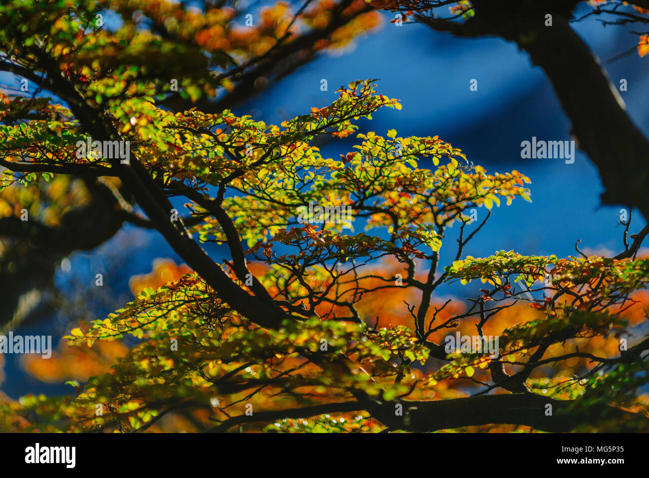 Bright colors of autumn and landscapes of the park Los Glaciares. Fall ...
