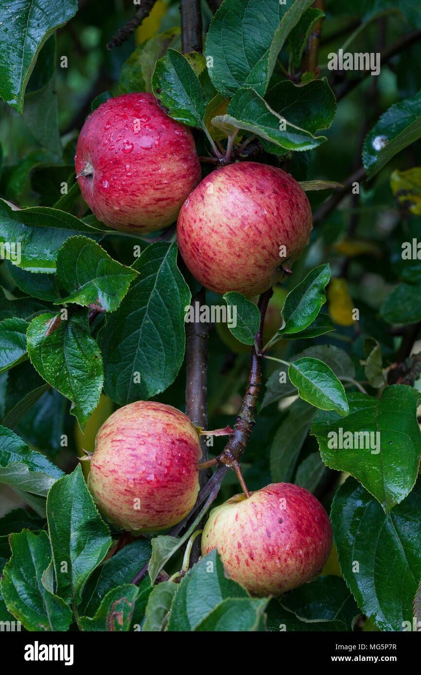 Apple varieties. Apple County Cider Stock Photo - Alamy