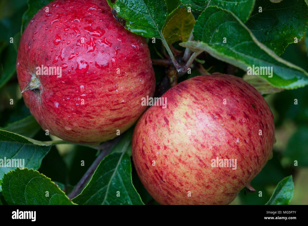 Dabinett apple tree hi-res stock photography and images - Alamy
