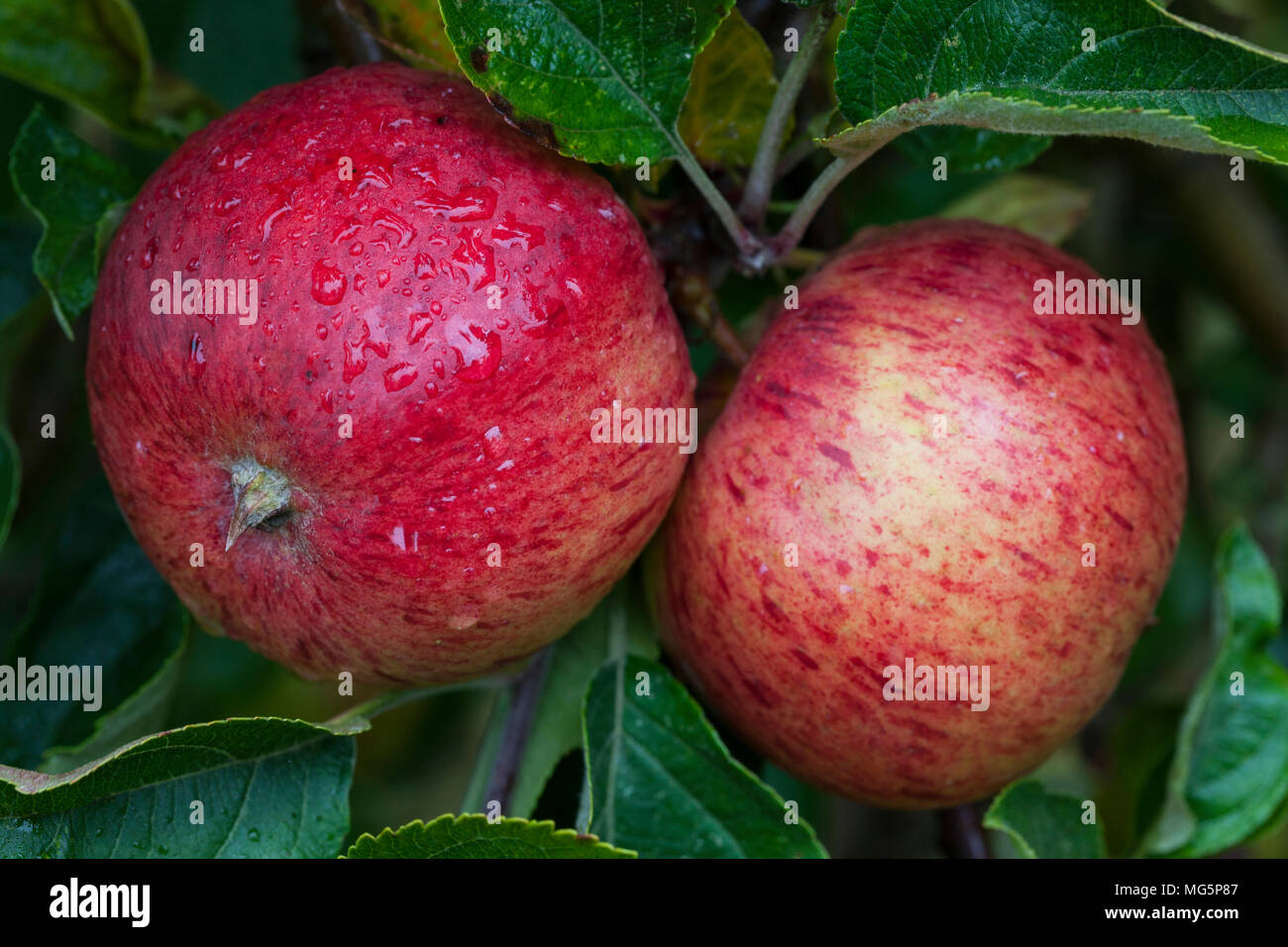 Dabinett apples hi-res stock photography and images - Alamy