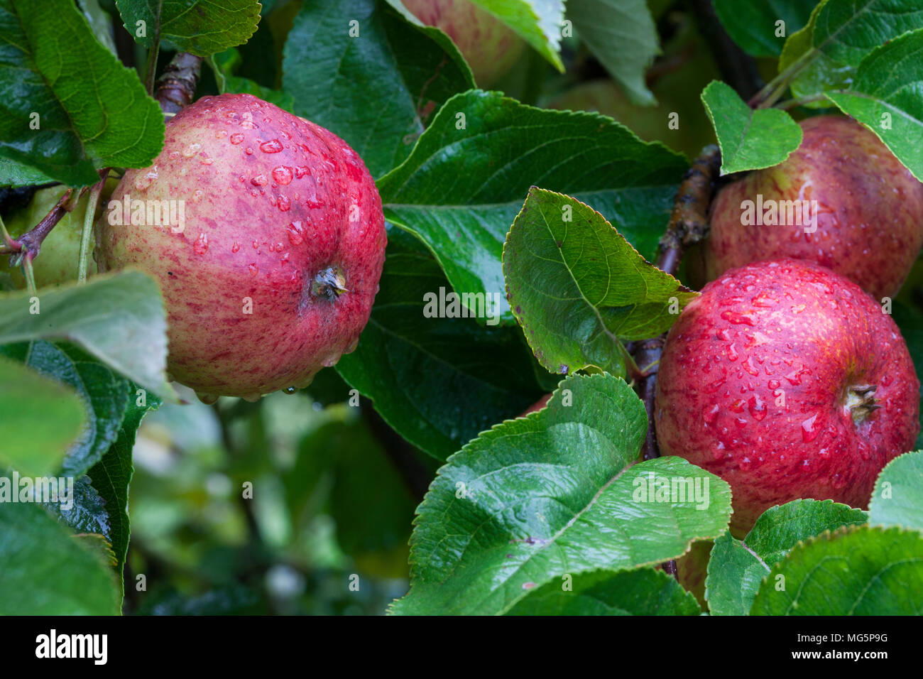 Apple varieties. Apple County Cider Stock Photo - Alamy