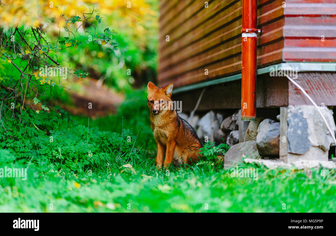 Red fox in the Torres del Paine National Park. Autumn in Patagonia, the ...