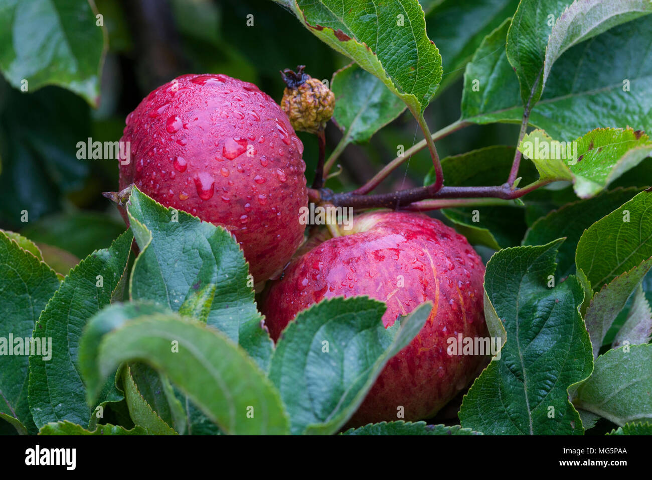 Dabinett apple tree hi-res stock photography and images - Alamy