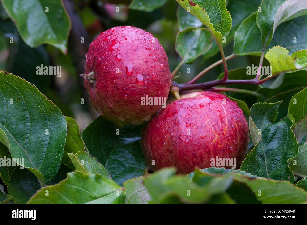 Dabinett apple tree hi-res stock photography and images - Alamy