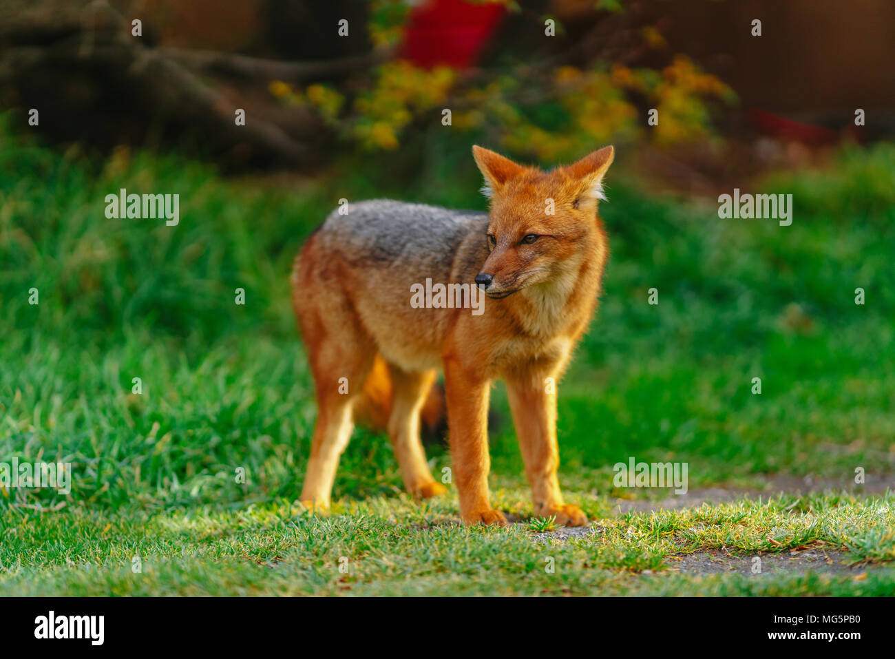 Red fox in the Torres del Paine National Park. Autumn in Patagonia, the ...
