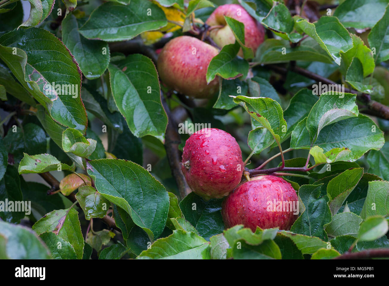 Apple varieties. Apple County Cider Stock Photo - Alamy