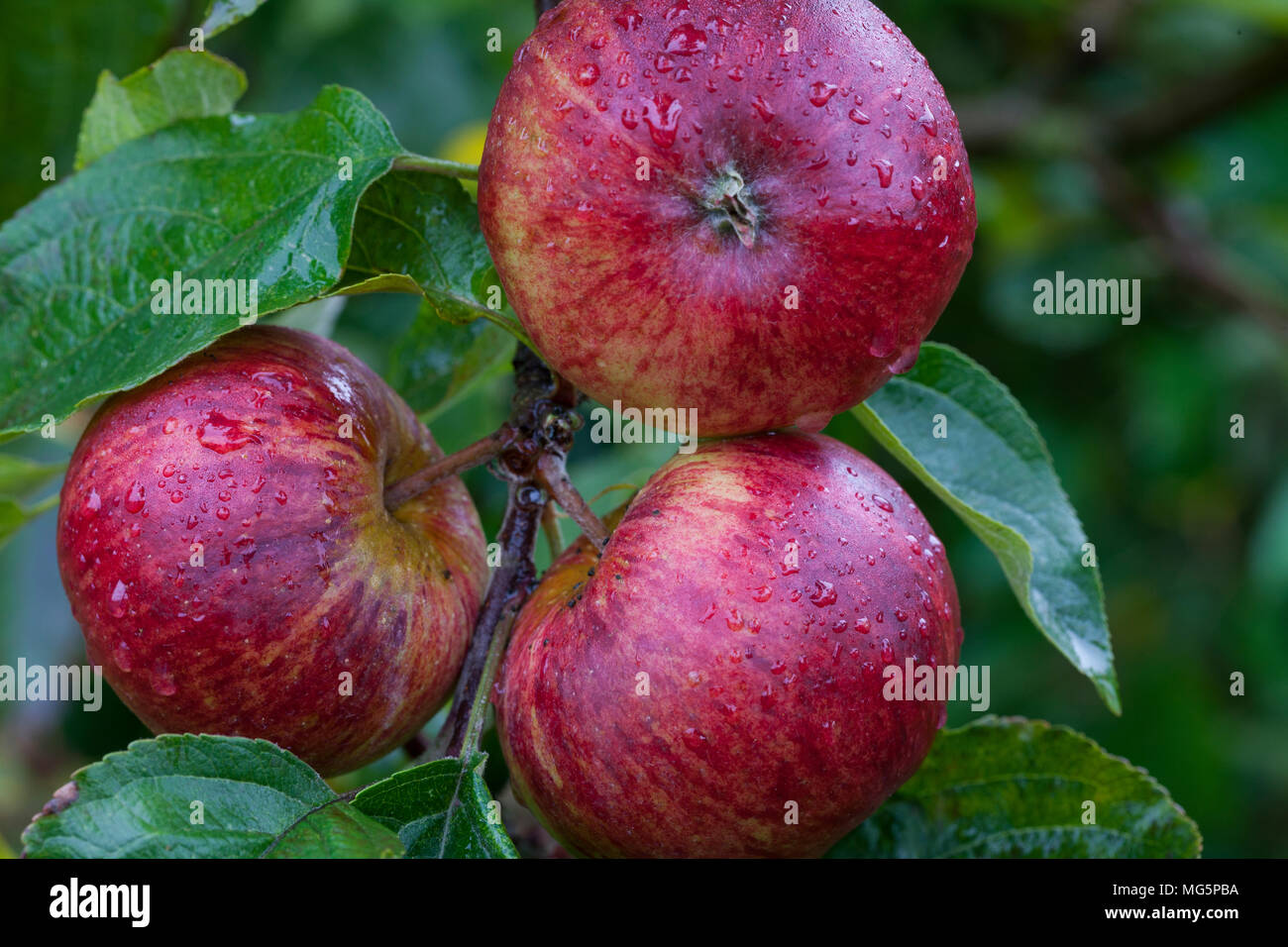 Apple varieties. Apple County Cider Stock Photo - Alamy
