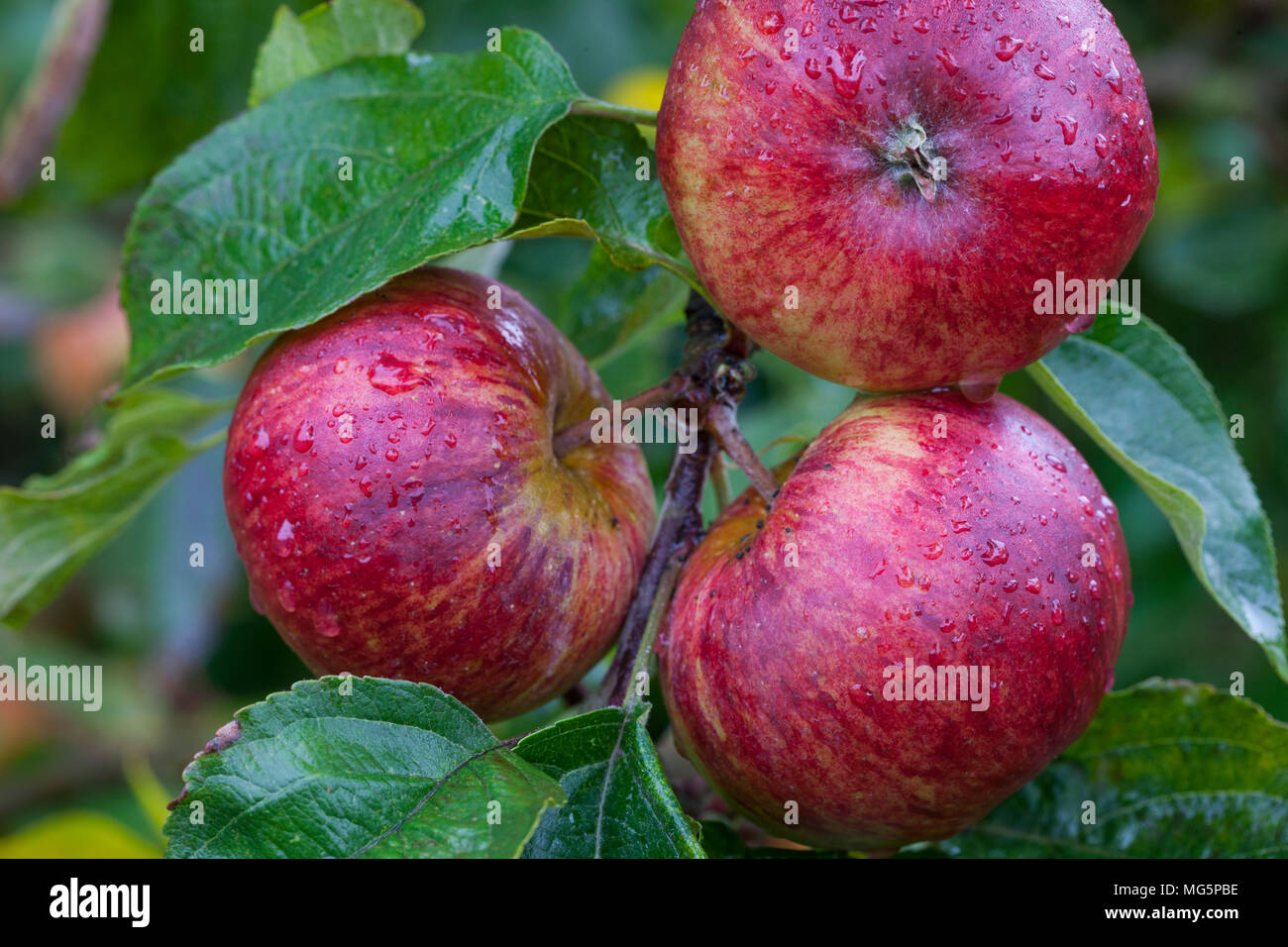 Apple varieties. Apple County Cider Stock Photo - Alamy