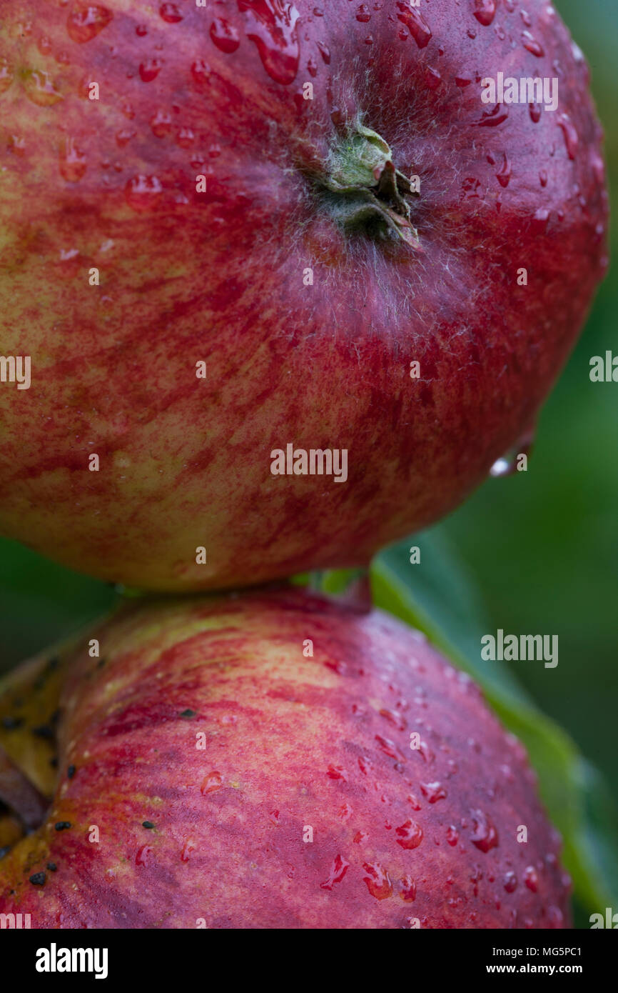 Apple varieties. Apple County Cider Stock Photo - Alamy